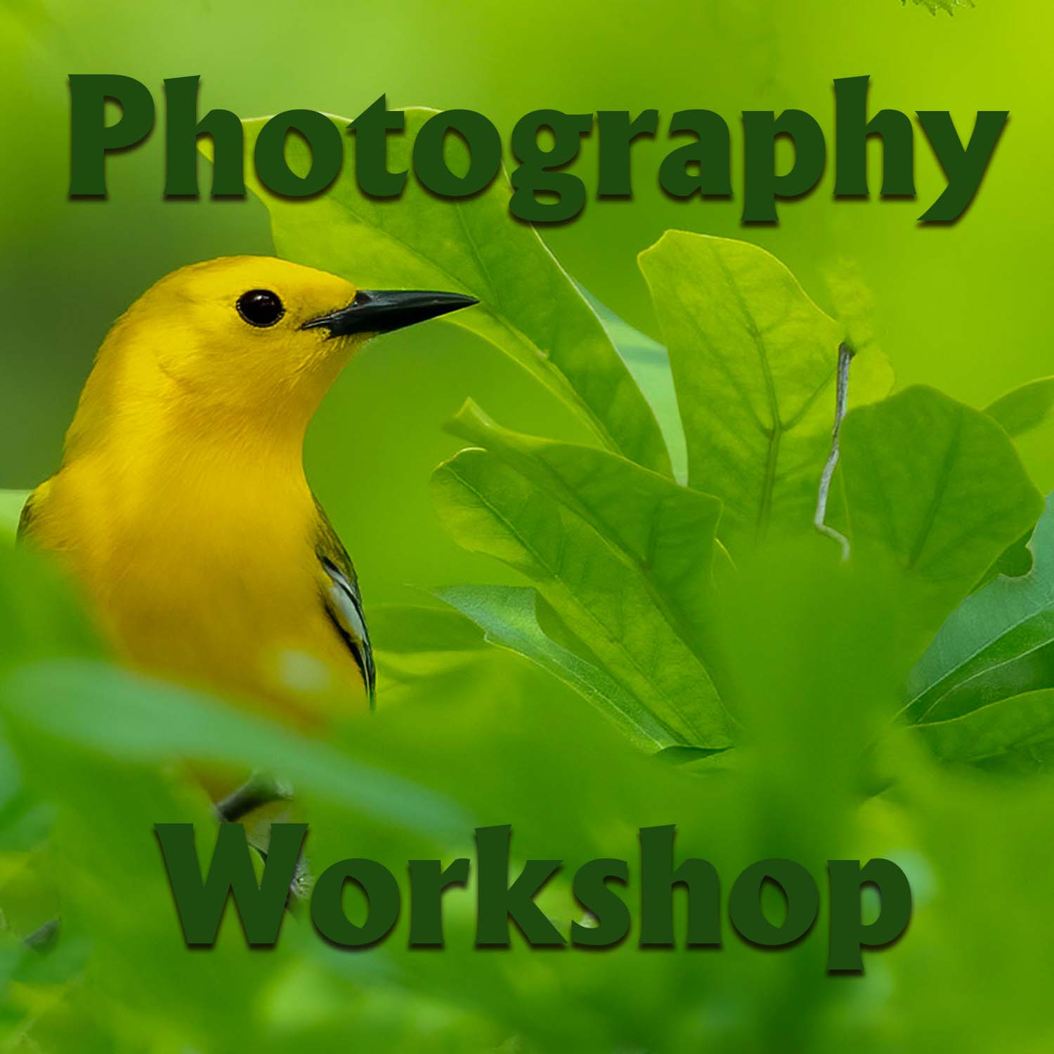 Blogs - Texas Birder | Texas Bird Identification, Birdwatching Blogs ...
