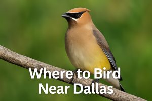 Where to Bird Near Dallas: Top Spots for Urban Birders and Wild Escapes ...
